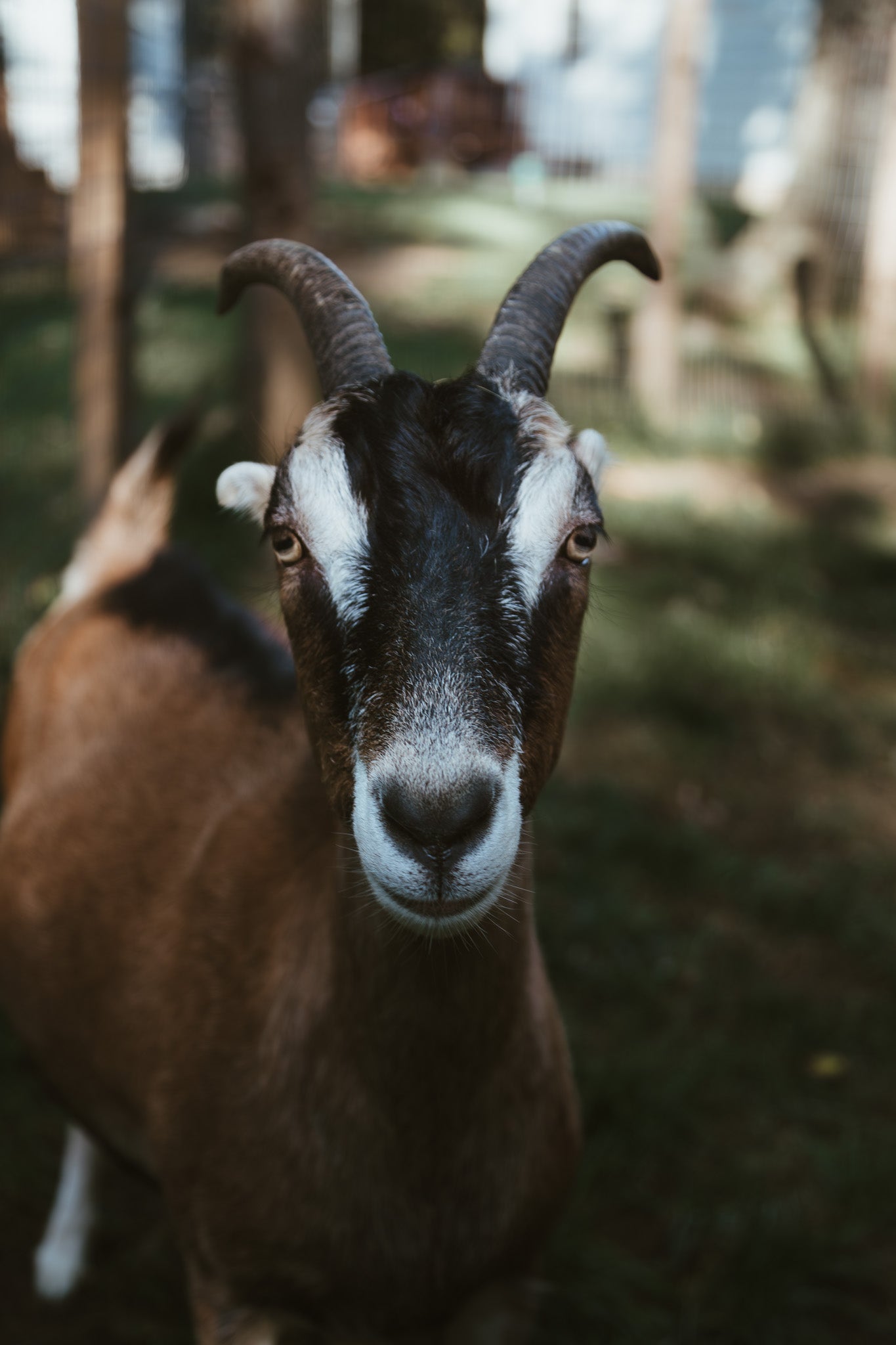 Crooked Chimney Farm Goat Milk Soap handmade in Maine – Crooked Chimney ...